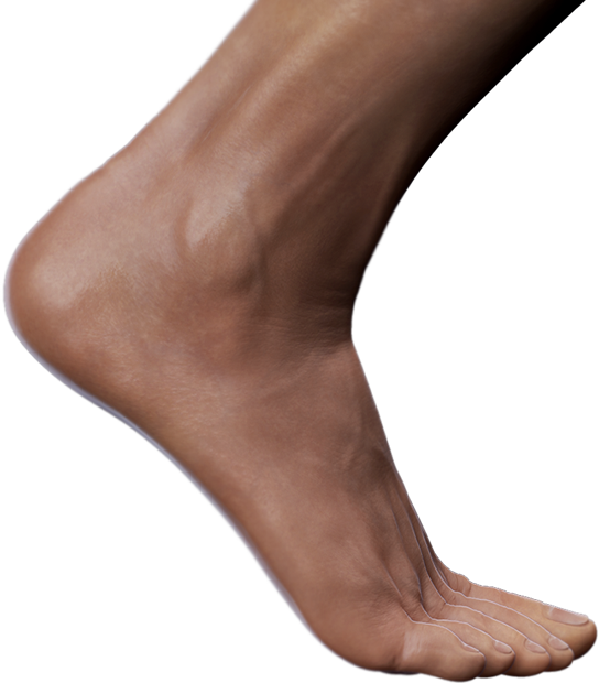 The Foot and Ankle - etzelclinic